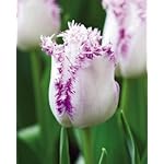 8 Tulip Varieties That Will Delight Your Senses