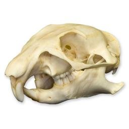 Amazon.com: Prairie Dog Skull (Natural Bone Quality A): Industrial ...