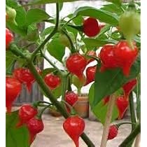 Sweety Drop Peppers Publix KVITER Sweety Drop Pepper Seeds - 25 ...