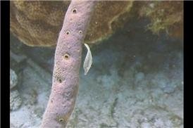 Watch Coral Reef Fish& Slender Filefish on Amazon Live