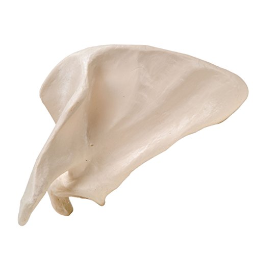 Plastic bone models - Want It All