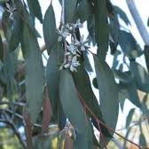 Amazon.com : SNOW GUM (Eucalyptus pauciflora) 5 seeds : Flowering ...