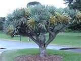 Dragon tree - How to grow plants