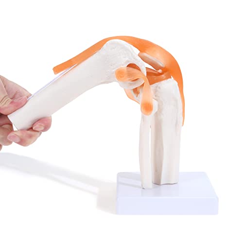 ASINTOD Anatomical Medical Knee Joint with Ligaments Model, Human 1:1 ...