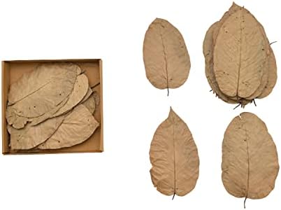 Creative Co-Op Approximately 6-1/2L Dried Natural Saal Tree Leaves ...