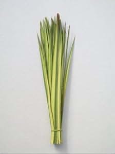 Amazon.com: Palm Strips for Palm Sunday, Bag of 100: Garden & Outdoor