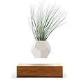 Amazon.com: Flyte Lyfe Magnetic Floating Levitating Plant Pot for Plants with Oak wood base (12 ...