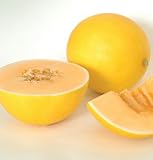 Melon plant - How to grow & care