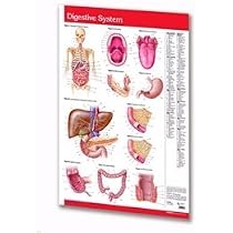 Medical Reference Poster Digestive System Chart - 24x36 Inch Laminated ...