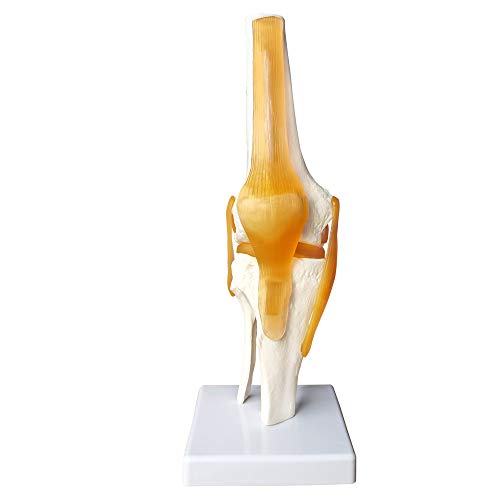 Human Functional Knee Joint Model, with Ligament, Life Size for Medical ...