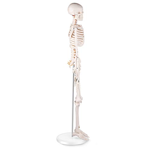 RONTEN Mini Human Skeleton Model，34" Mini Skeleton Replica with ...