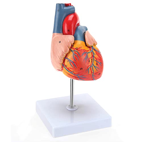 XKiss Human Heart Model, 48 Precisely Numbered Heart Anatomical Models ...