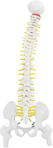 Skeleton Model Human Spine Vertebral Model, 45cm Removable Flexible ...