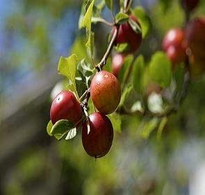 Amazon.com : Scarlet Beauty Plum - Live Fruit Tree Shipped 3 Feet Tall ...