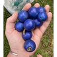Amazon.com : Blue Marble Tree Seeds for Planting (5 Seeds ...