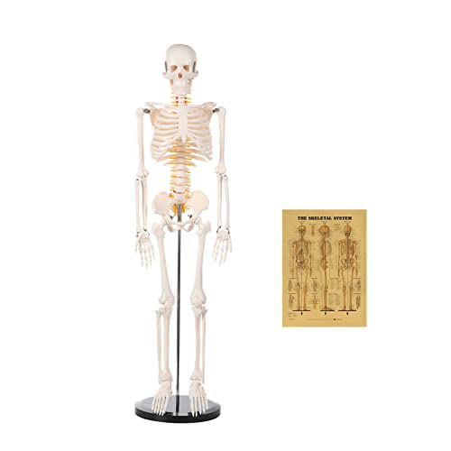 Shevshavan Human Skeleton Model for Anatomy 34” Tall Life Size Skeleton ...