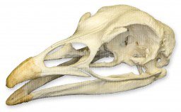 Turkey Skull (Teaching Quality Replica): Animal Anatomical Models ...