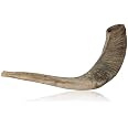 Traditional Kosher Natural Finish Ram’s Horn Shofar : N/A: Musical ...