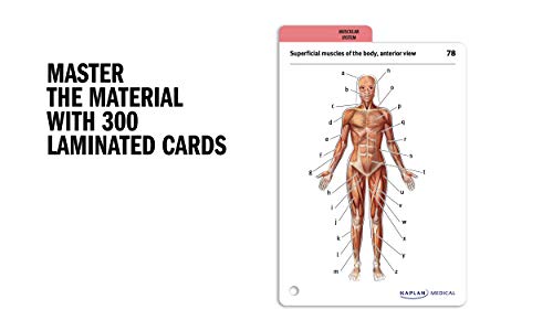 Anatomy Flashcards: 300 Flashcards with Anatomically Precise Drawings ...