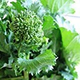 Broccoli rabe - How to grow & care