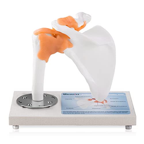 Ultrassist Human Shoulder Joint Model with Ligaments, Flexible 1:1 ...
