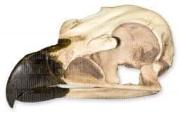 Golden Eagle Skull (Economy Quality Replica): Animal Anatomical Models ...