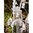 Amazon.com : New Fresh 10pcs Monotropa Uniflora Indian Pipe Cheilotheca ...