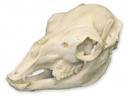 Amazon.com: Alpaca Skull (Natural Bone Quality A): Industrial & Scientific