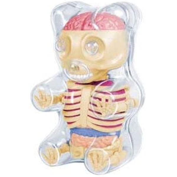 Gummy Bear Anatomy Model 4D Master Baby Gummi Bear Skeleton Model Kit
