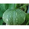 Amazon.com : Jamaican,Caribbean,Cuban Squash Organic Puerto Rican ...