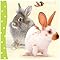 Looking After Rabbits (Pet Guides) : Fiona Patchett, Christyan Fox ...
