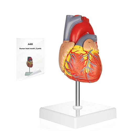 Merinden Human Heart Model for Anatomy,Working Heart Model,Human Body ...