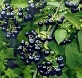 Sunberry - How to grow & care