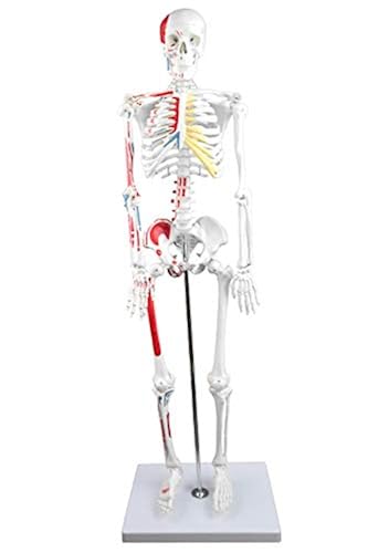 Parco Scientific PB00014 Human Skeleton with Muscles Colored and ...