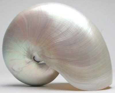 Buy Pearl Chambered Nautilus Shell - 7"+ HUGE Natural Pearl Chambered ...