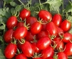 Just Seed Tomato - Rosada F1 - 25 Seeds - Recommended: Amazon.co.uk ...