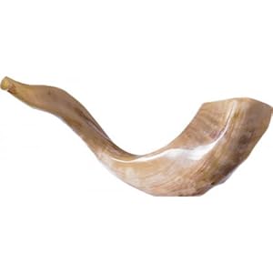 Amazon.com: Shofar Kosher Rams Horn Polished Natural Chofar Showfar ...