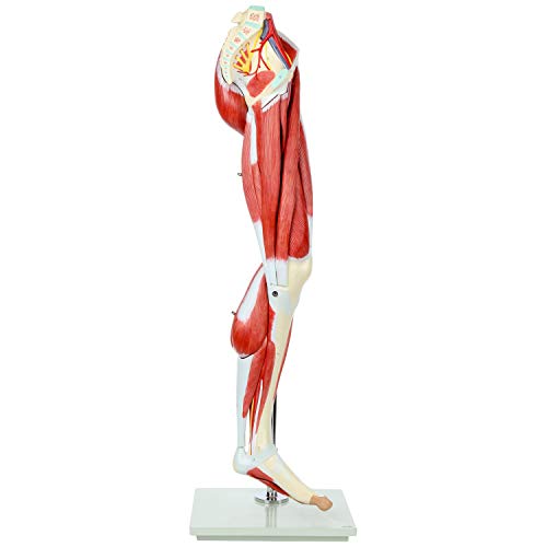 Axis Scientific Leg Model | Muscle Anatomy Model Has 12 Removable Leg ...