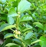 Plantsworld Gymnema Sylvestre Gudmar Plant, Madhunashini Live Plant ...