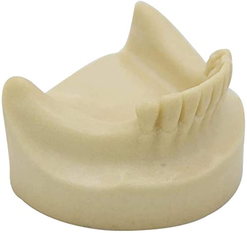 Mua Teaching Model, Anatomy Teeth Model Dental Tooth Model - Teeth ...