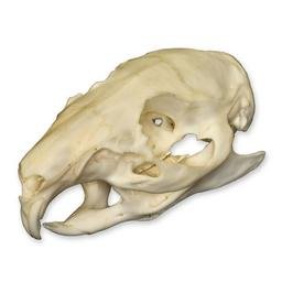 Guinea Pig Skull (Natural Bone Quality A): Animal Anatomical Models ...