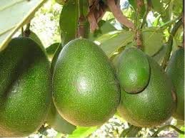 Amazon.com : Very Cold Hardy Grafted Avocado Tree, Down to 18 Degrees F ...