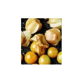 Amazon.com : 200 GROUND CHERRY Physalis Pubescens (Golden Strawberry ...