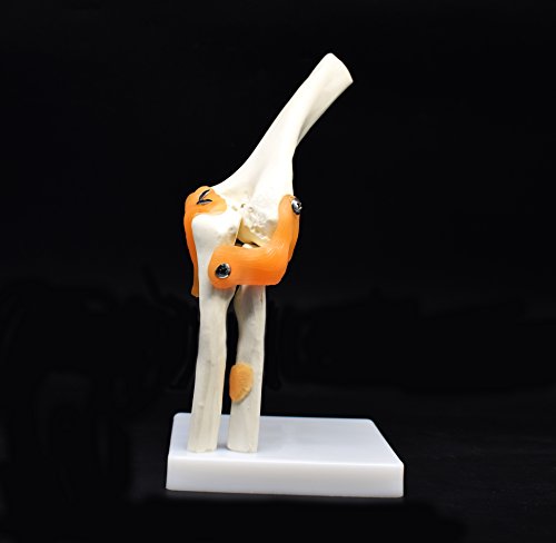 Human Elbow Joint Model, Flexible, Anatomically Accurate Elbow Skeleton ...