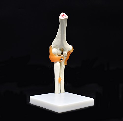 Human Elbow Joint Model, Flexible, Anatomically Accurate Elbow Skeleton ...