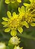 Showy Goldenrod (Solidago speciosa), Seed Packet, True Native Seed in ...