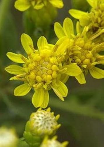 Showy Goldenrod (Solidago speciosa), Seed Packet, True Native Seed in ...