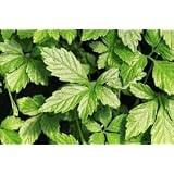 Amazon.com : MITRAEE 100pcs Gynostemma pentaphyllum Plant Seeds : Patio ...