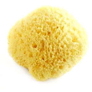 Natural Honeycomb Sea Sponge 7 to 7 1/2 inches long: Amazon.co.uk ...