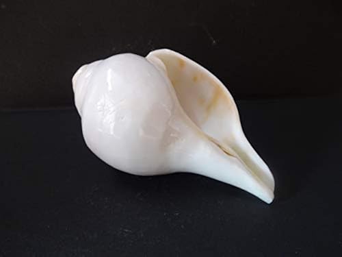 Genuine Blowing Shankh 6" Inch | Vamavarti BAJNEWALA Dattatreya Sacred ...